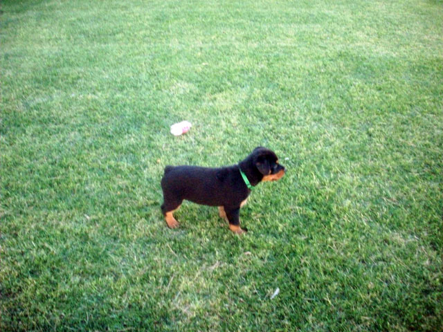 Puppies Arizona Rottweilers Champion Puppies