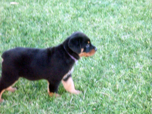 Puppies Arizona Rottweilers Champion Puppies