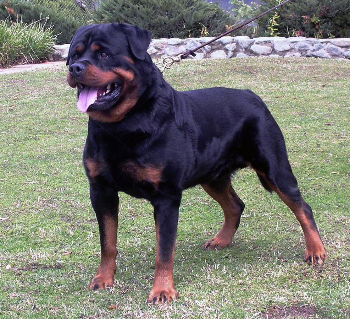 Dandy Vom Hause Neubrand Arizona Rottweilers Champion Puppies