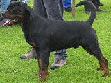 Tough Vom Hause Neubrand Arizona Rottweilers Champion Puppies